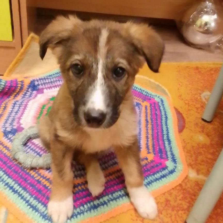 Щенок в добрые руки