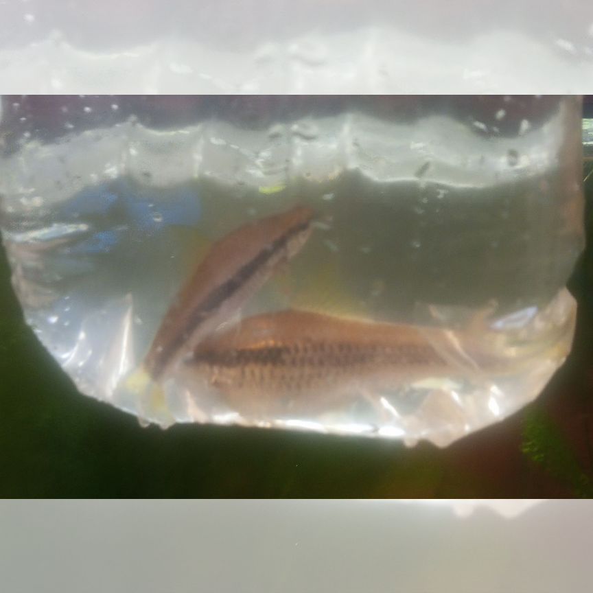 Водорослееды