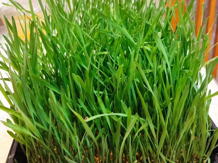 Пророщенная пшеница