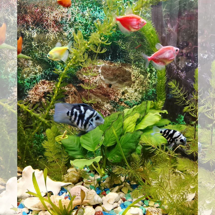 Рыбка сапфировый попугай 4 шт