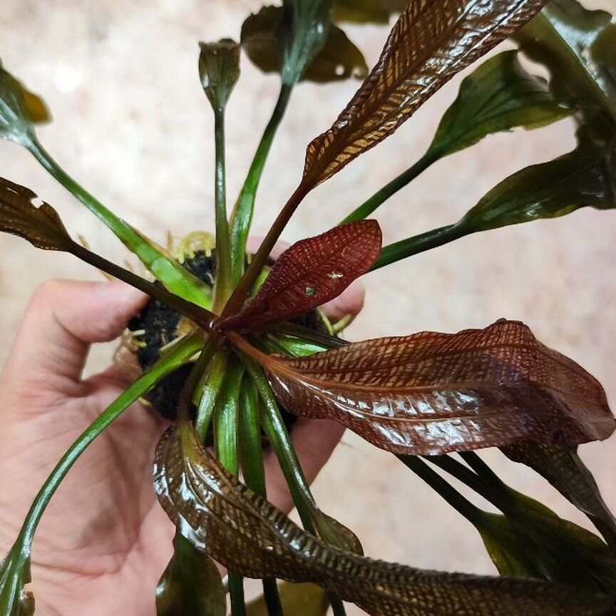 Эхинодорус