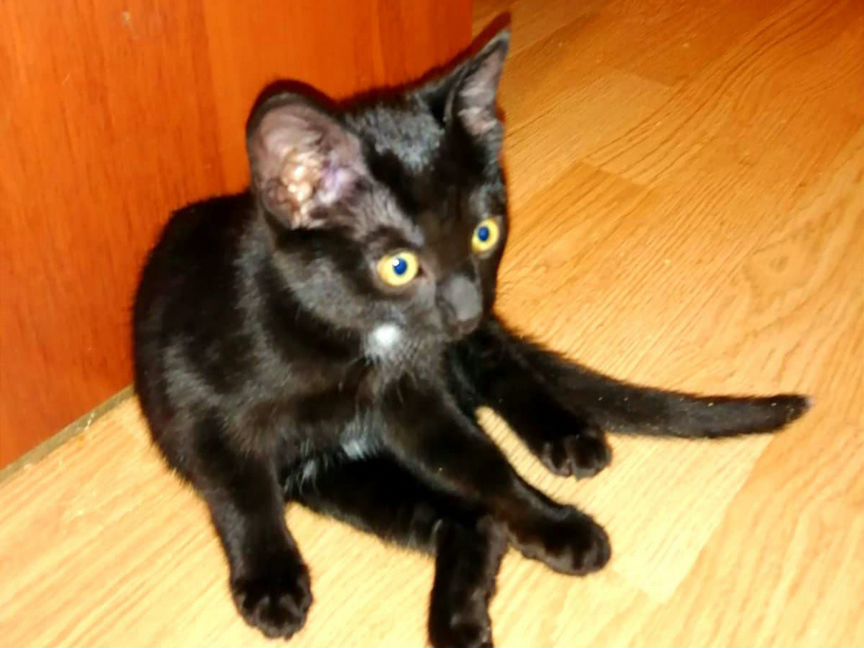 Кошки в добрые руки