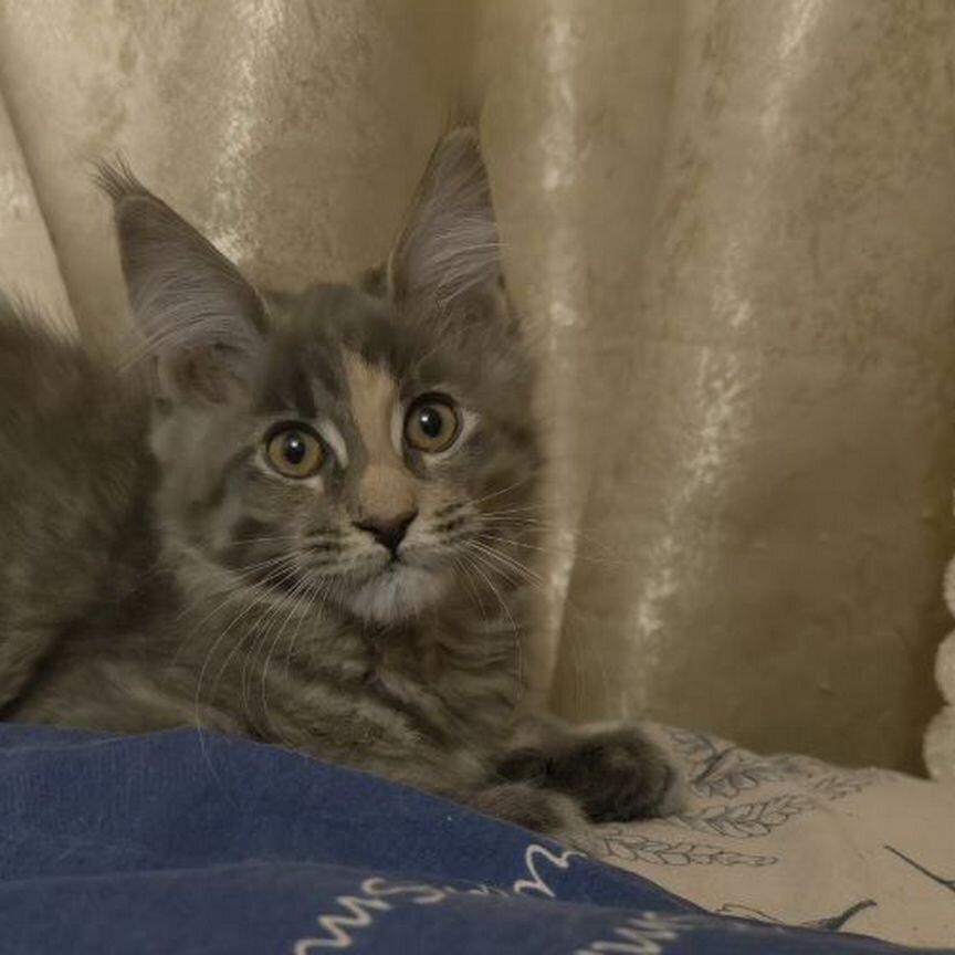 Котят мейн-кун