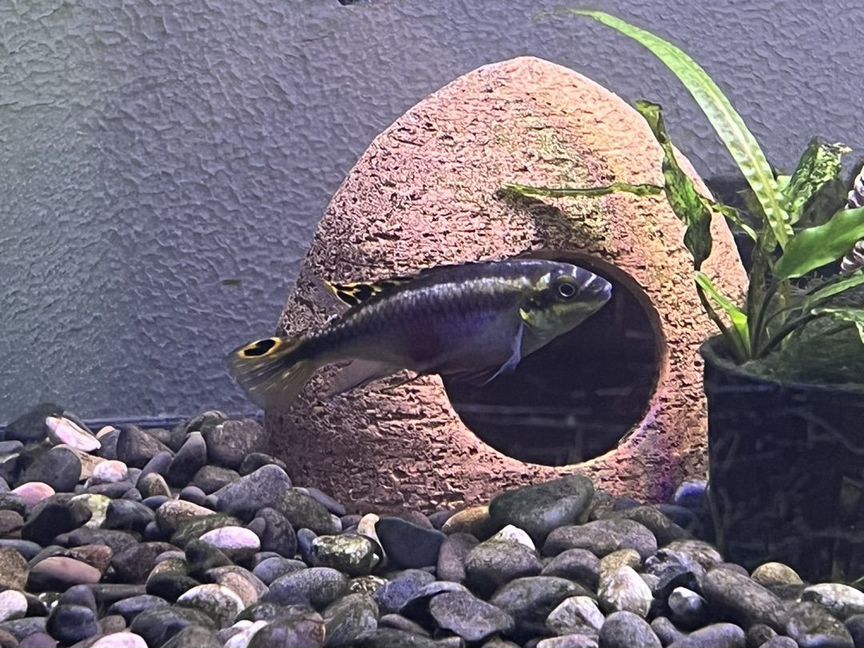 Пельвикахромис рыбка (Цихлида-попугай)