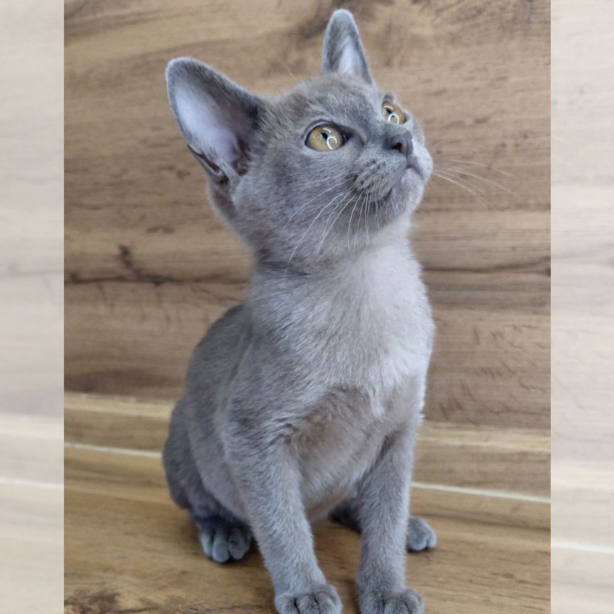 Европейский бурманский котёнок