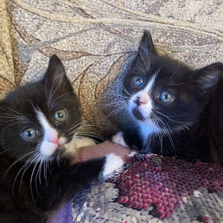 Котята 1,5 месяцев