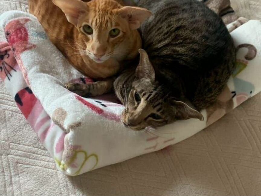Оба котика в добрые руки