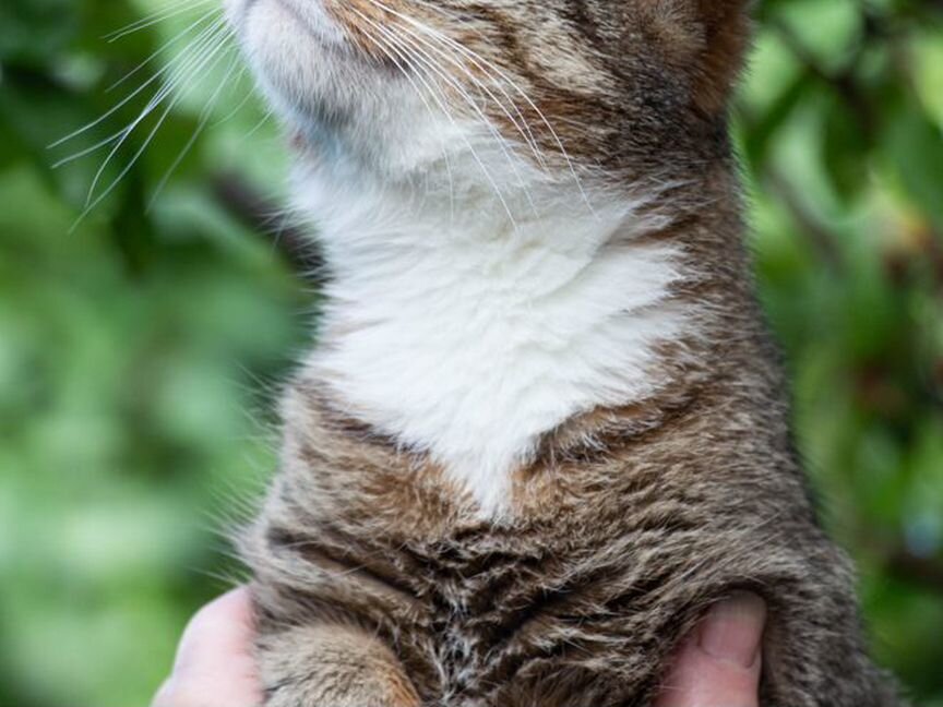 Кошечка Фая ждет хозяина