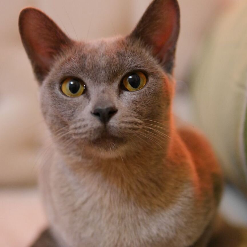 Голубая Бурма в разведение