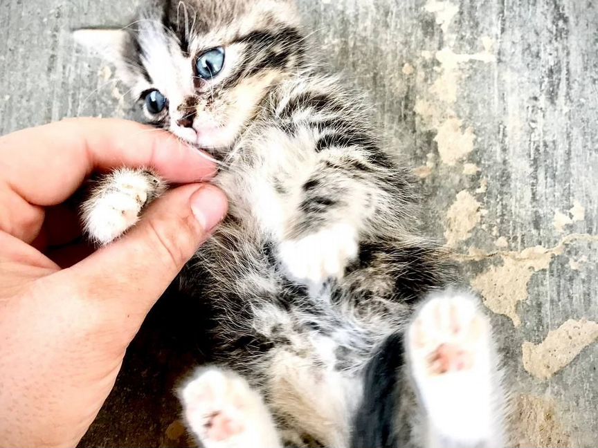 Котята Мальчики отдадим бесплатно