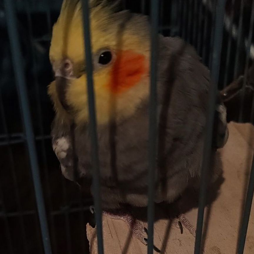 Попугай корелла с клеткой