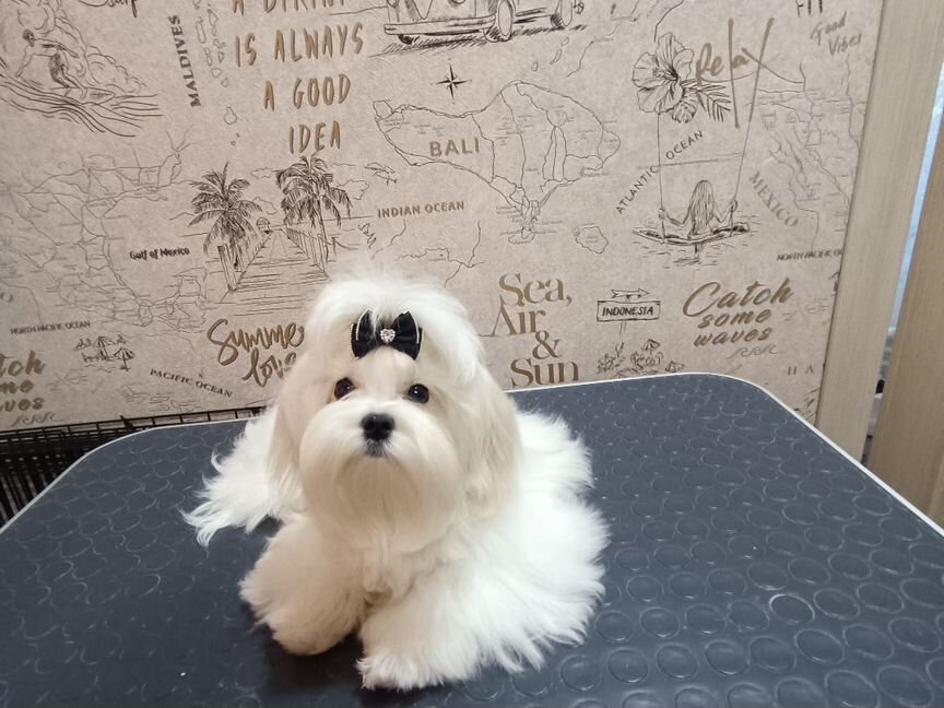 Мальтезе мальчик мини