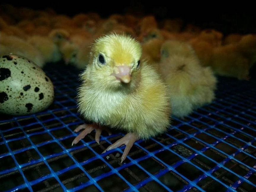 Перепелята суточные