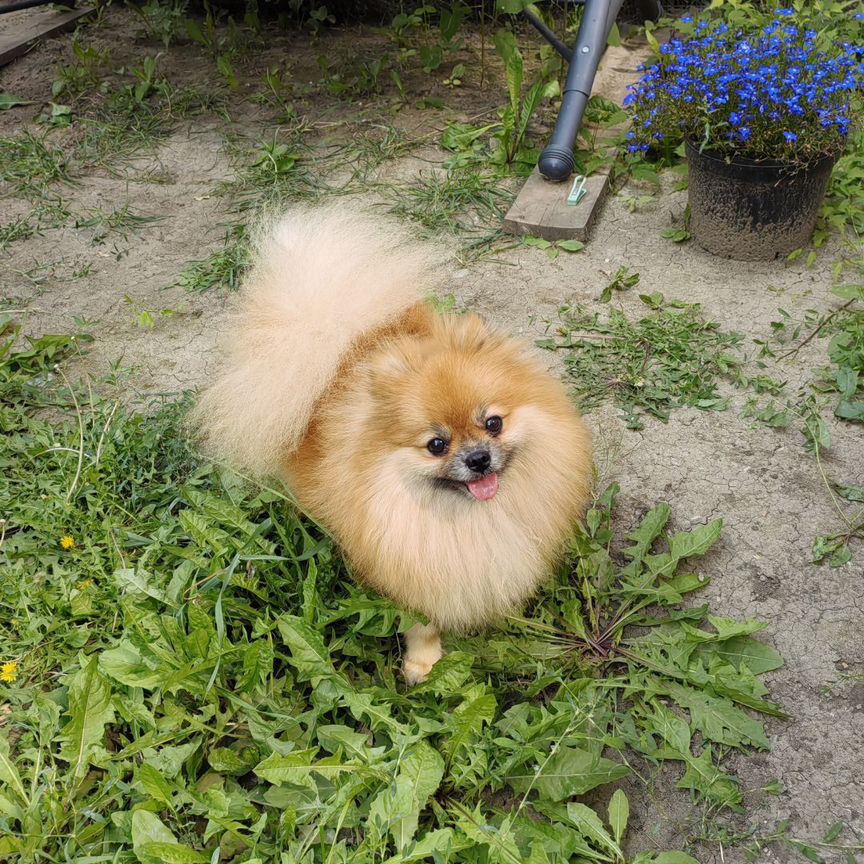 Девочка шпиц