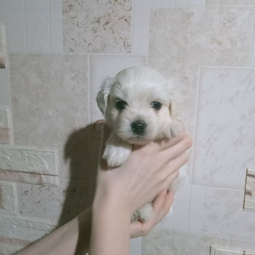 Блондинчик Мальтезе