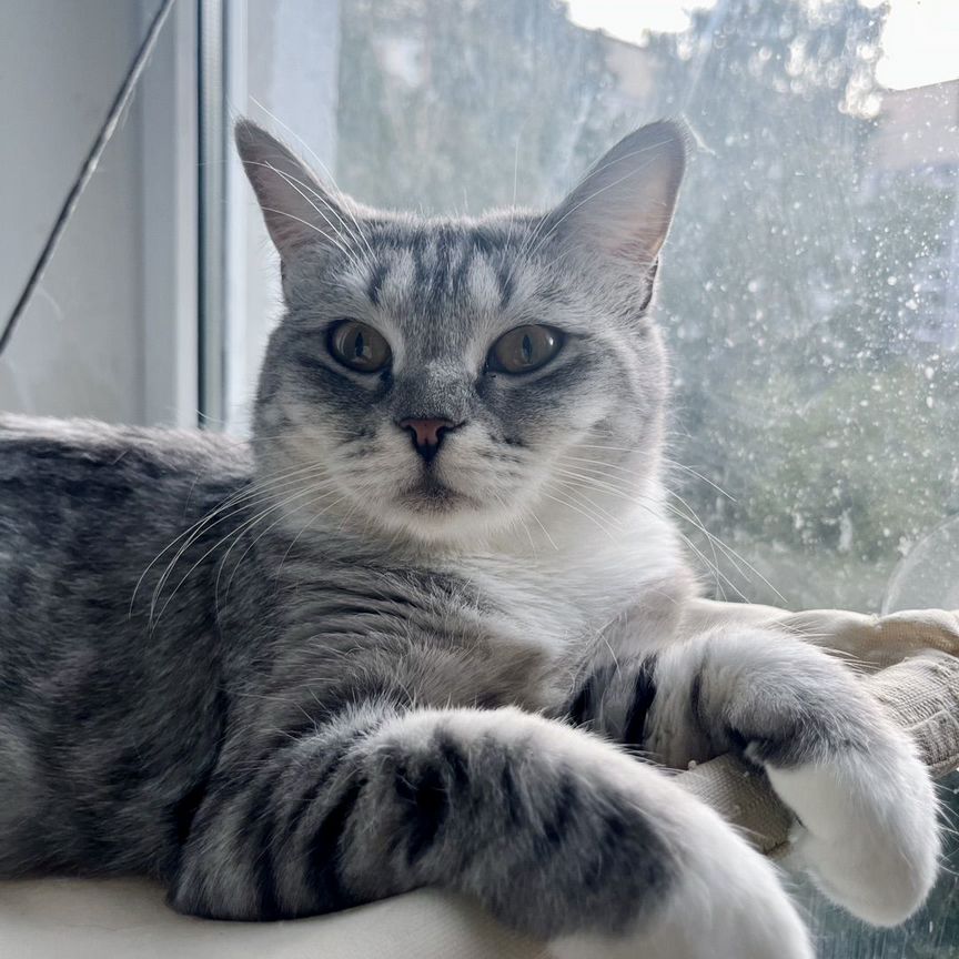 Шотландская кошка метис