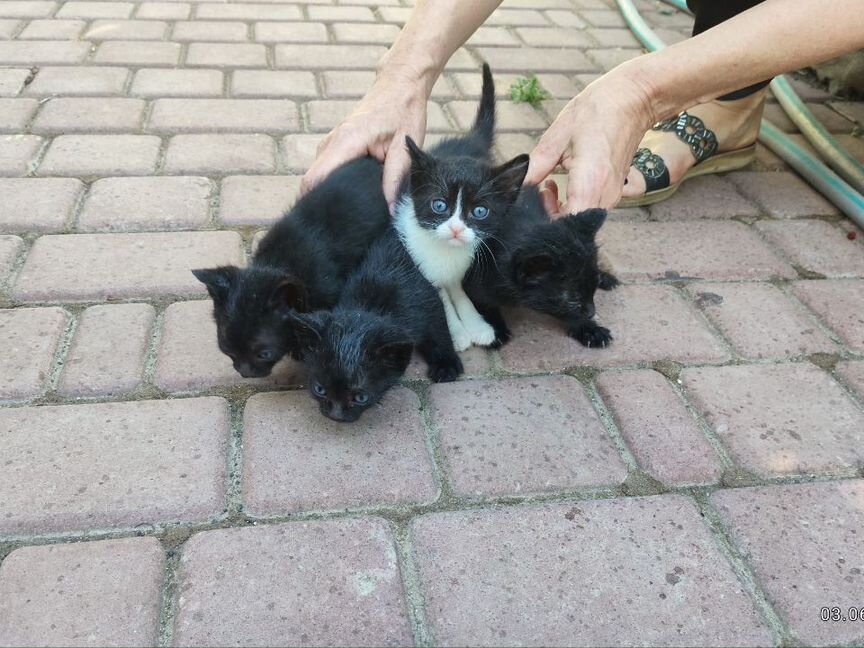 Котята в добрые руки даром Севастополь