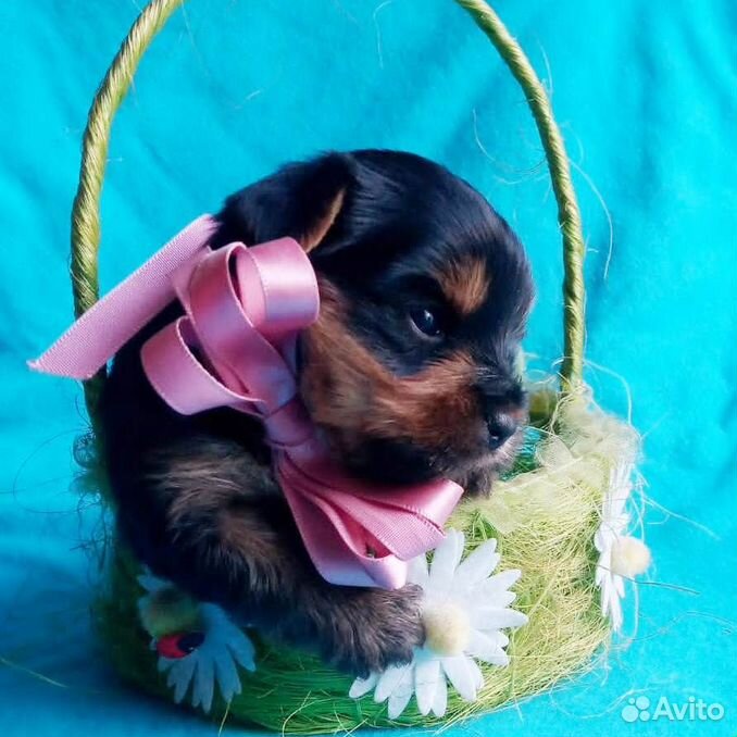 Девочка мелкий стандарт