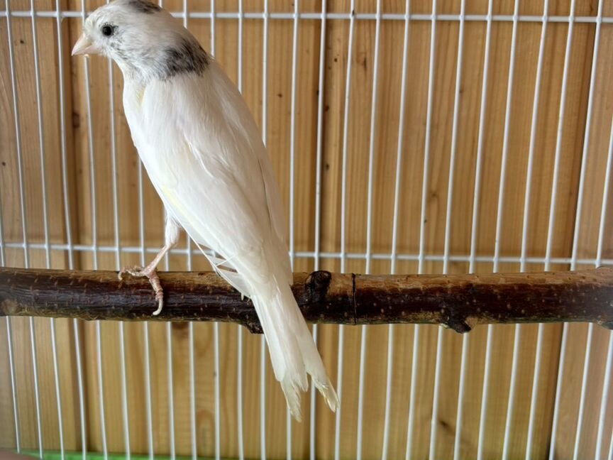 Кенара и канарейки