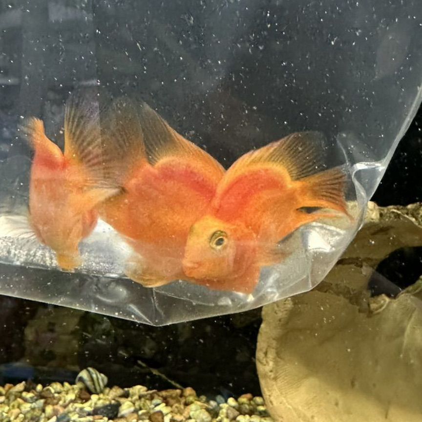 Попугай красный