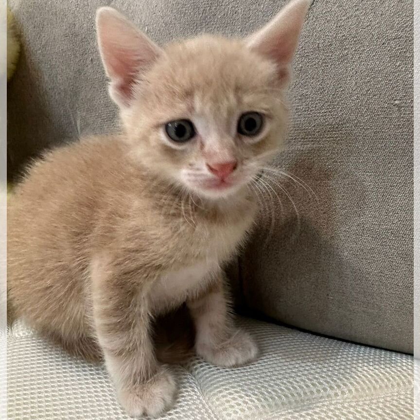 Котенок