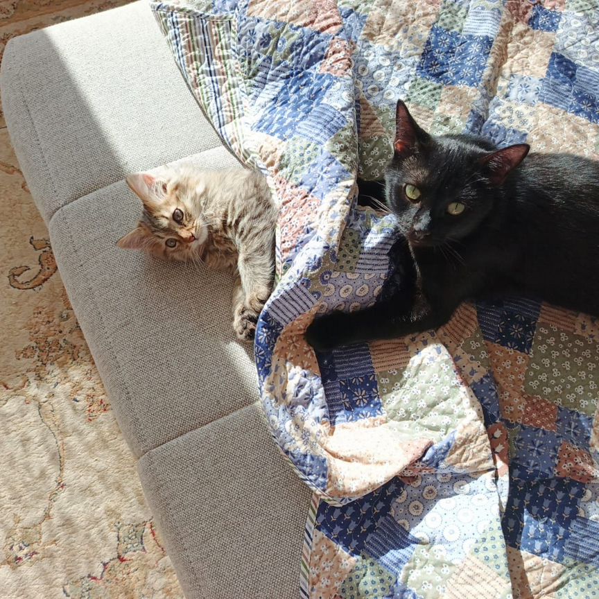 Котик в дар