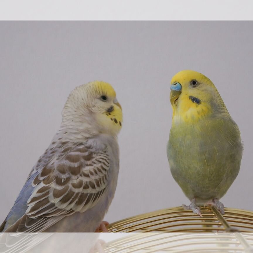 Волнистый попугай с клеткой