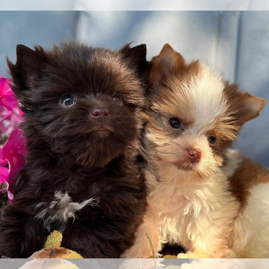 Биро йорк Мальчик