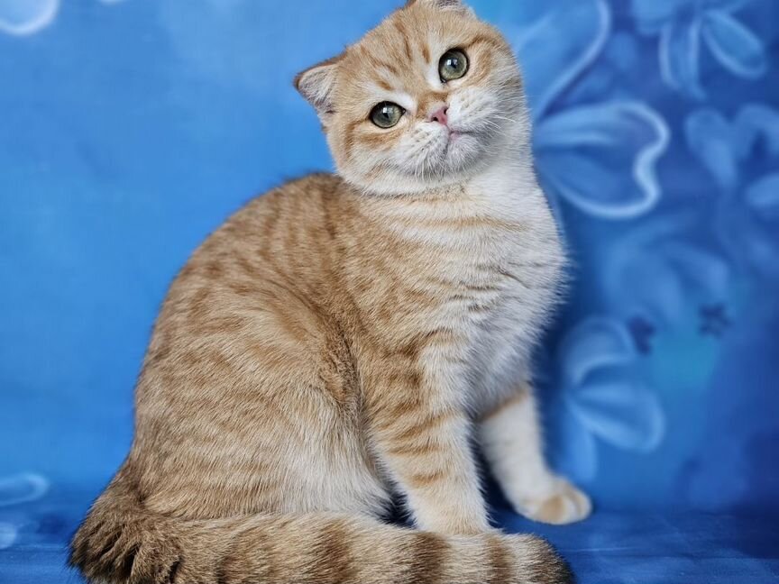 Шотландский килт мальчики