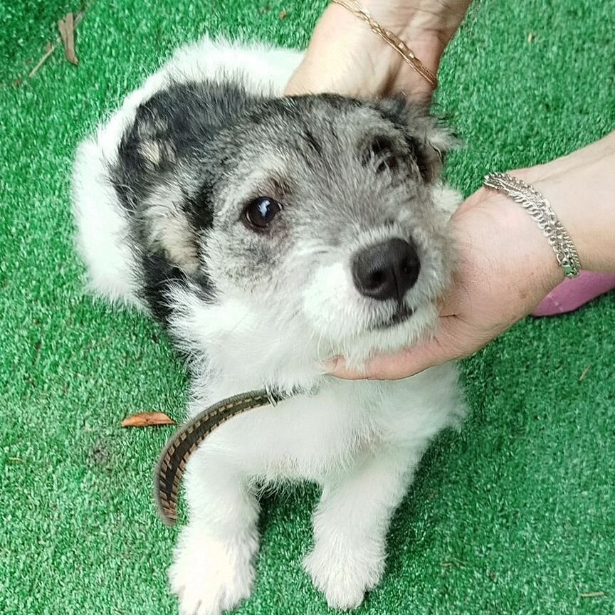 Щенок
