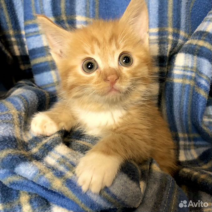 Котенок мальчик 1 мес. хочет домой
