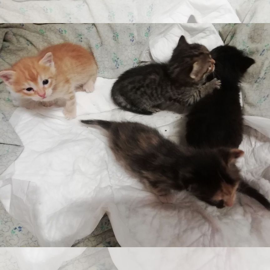 Котята - крысоловы