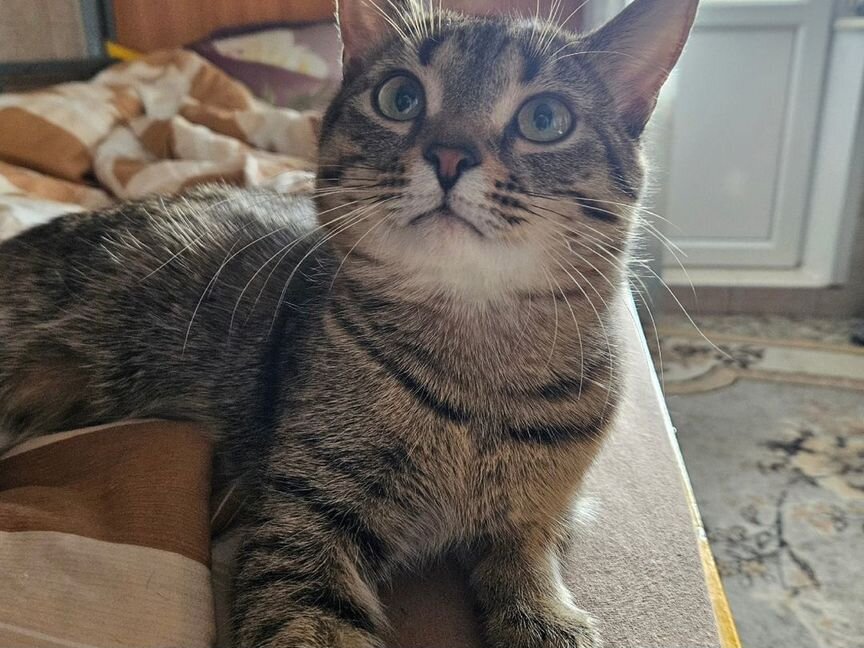Котенок в добрые руки бесплатно
