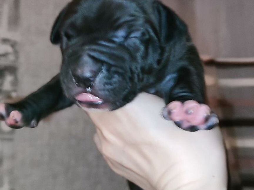 Питбульки щенки