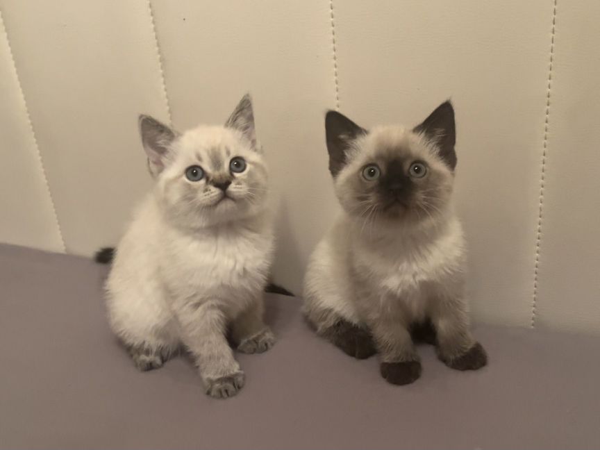 Тайские котята