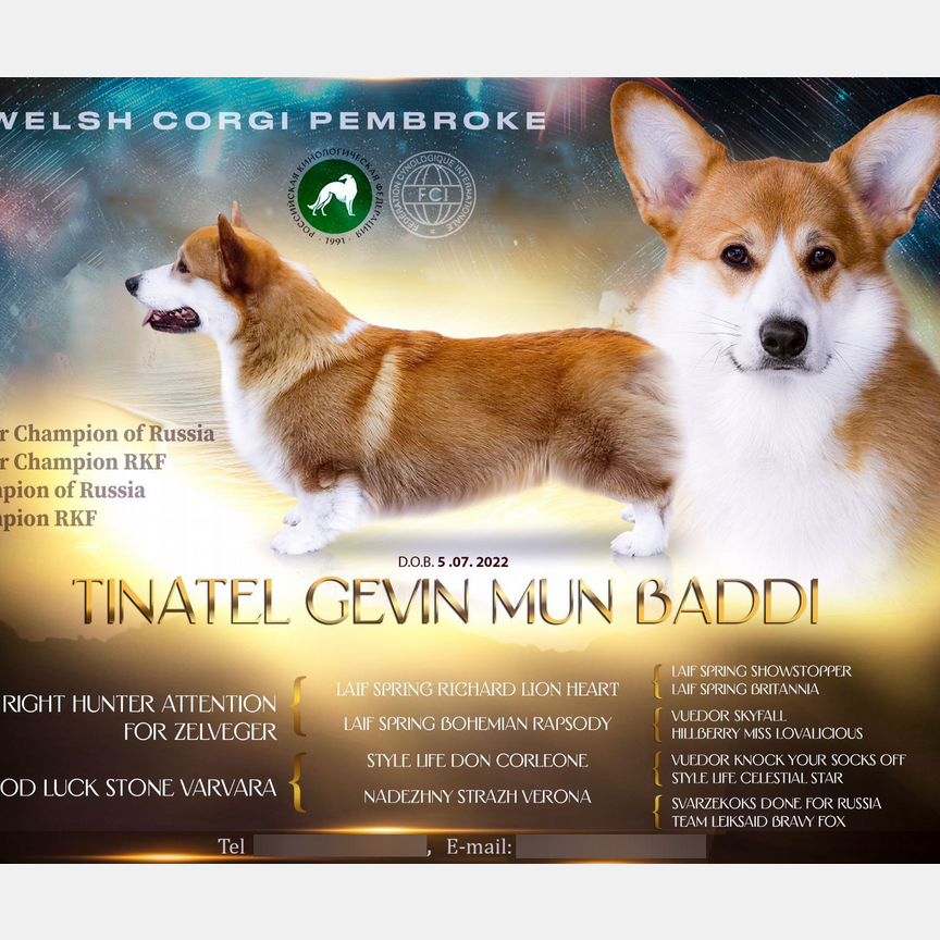 Вельш-корги пемброк вязка