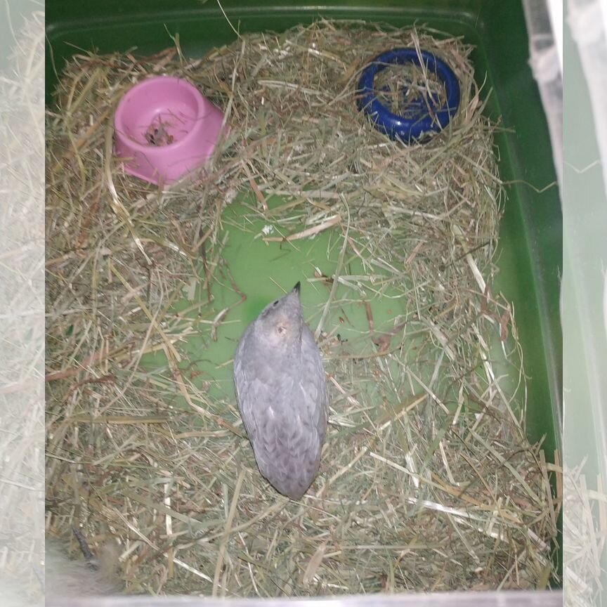 Китайский расписной перепел