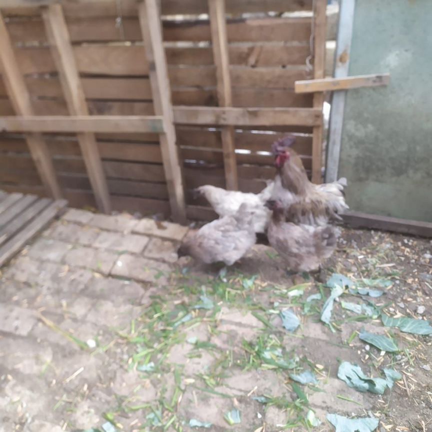 Куры петухи