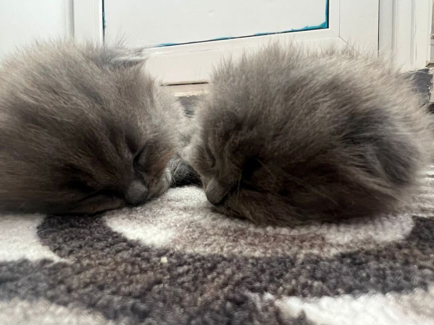 Котенок
