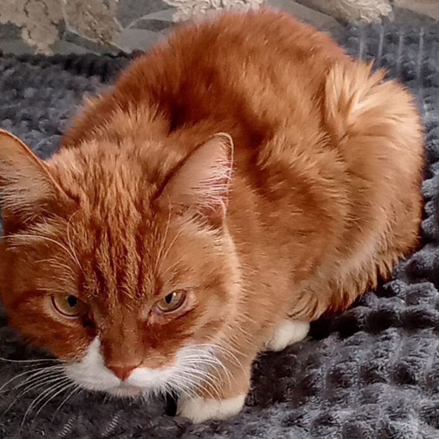 Взрослый кот в добрые руки