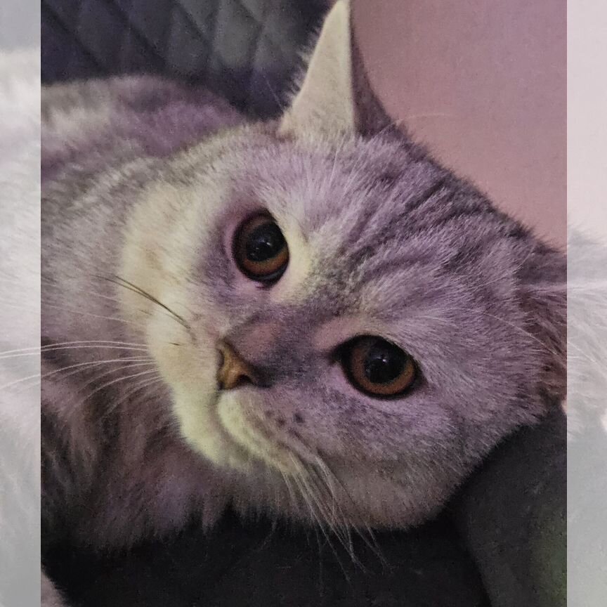 Шотландский прямоухий короткошёрстный котёнок