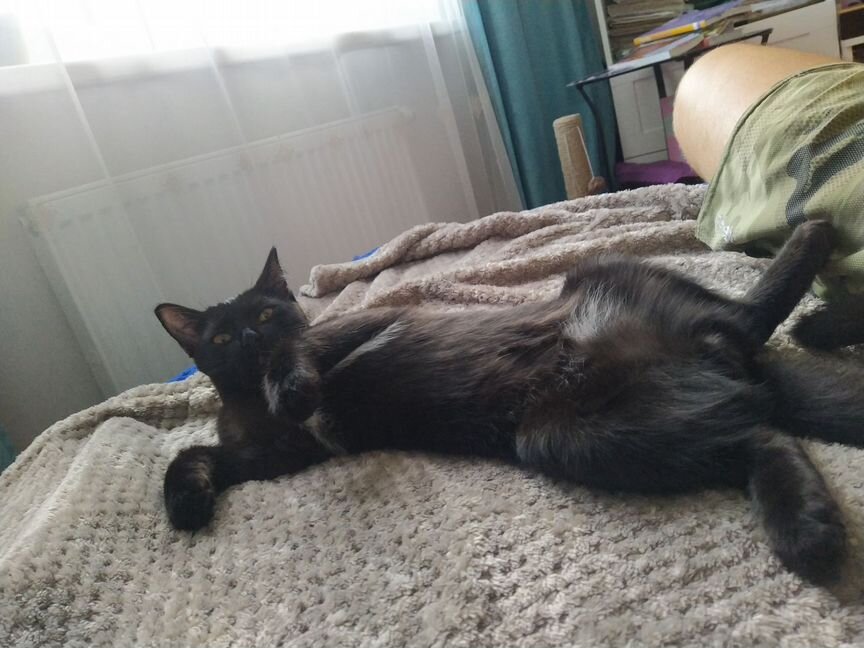 Отдам кота в добрые руки