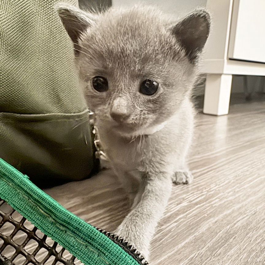 Котята русская голубая