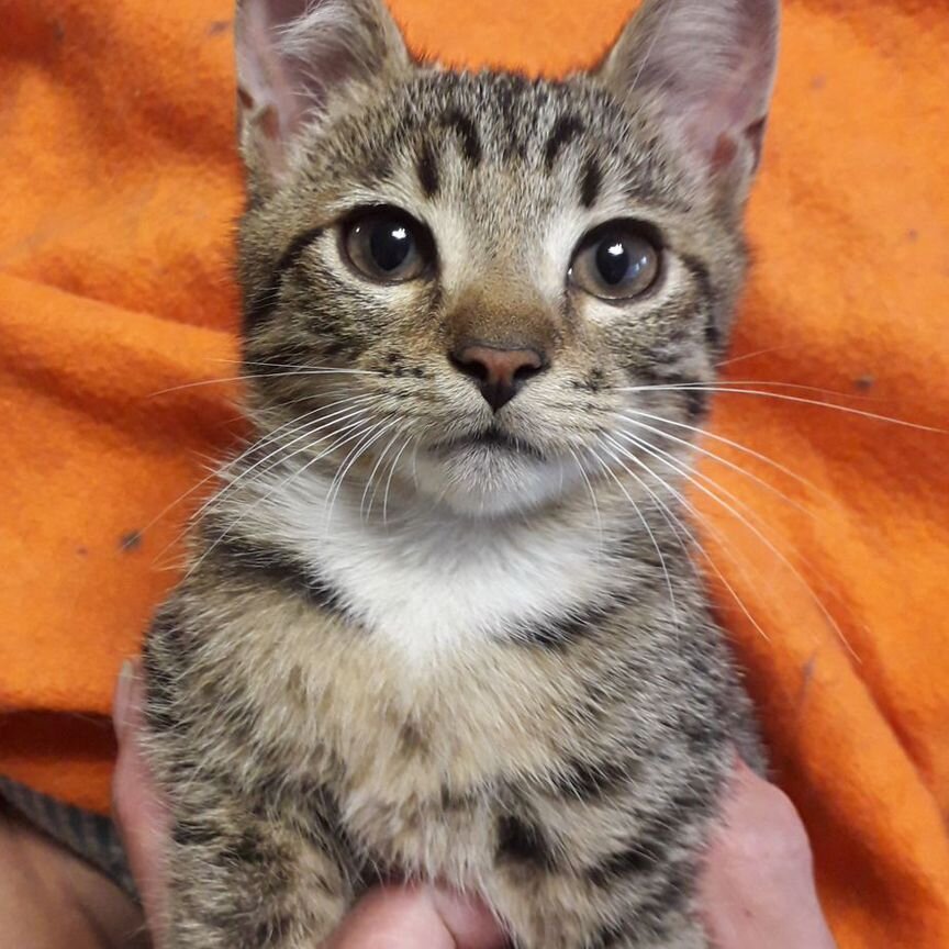 Котята дикого окраса в хорошие руки