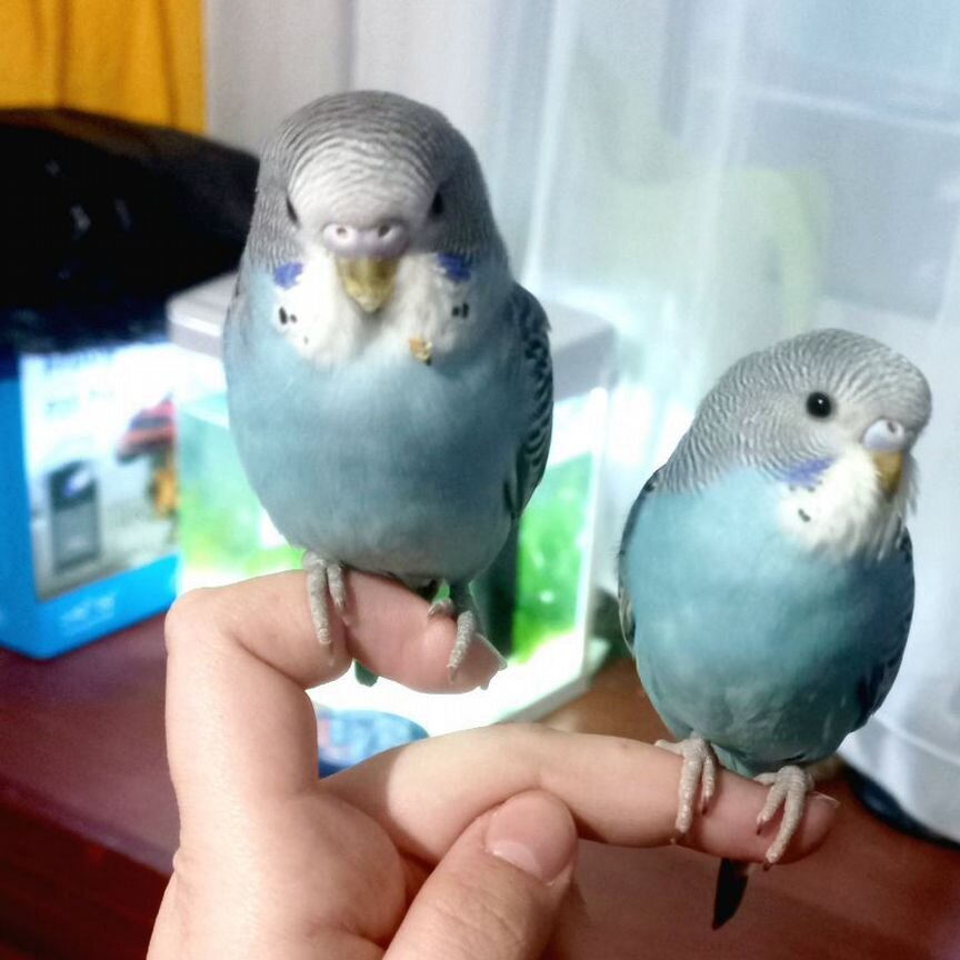 Волнистый попугай ручной