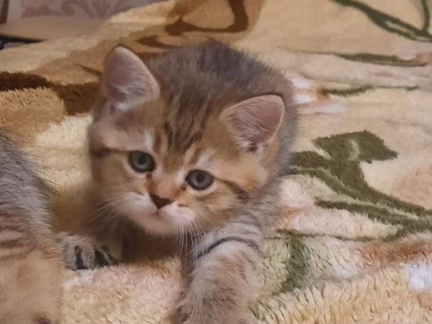 Шотландские котята