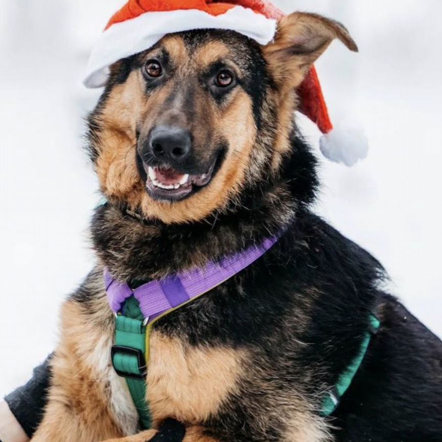 Немецкая овчарка, взрослый пёс