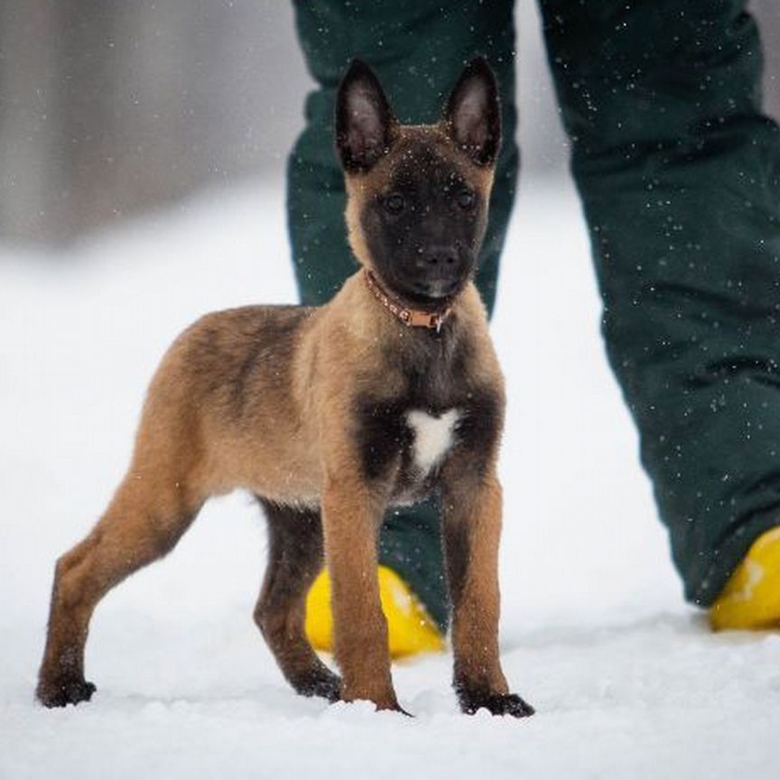 Бельгийская овчарка, щенок