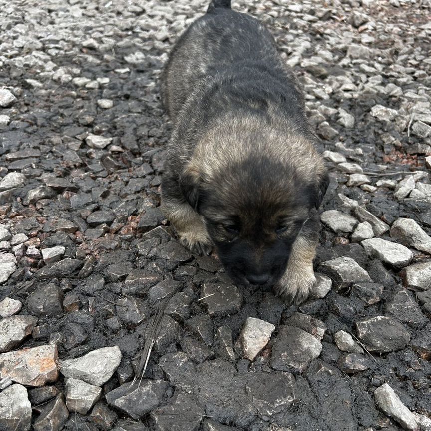 Щенок кабель