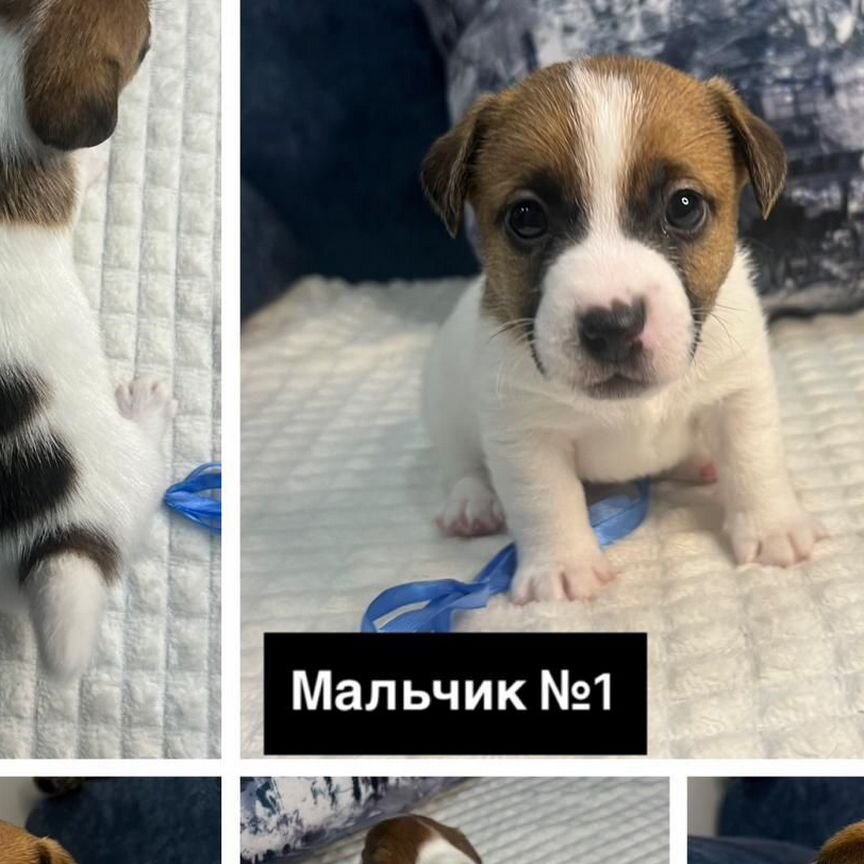 Щенки джек рассел терьер